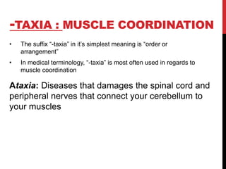 The nervous system | PPTX