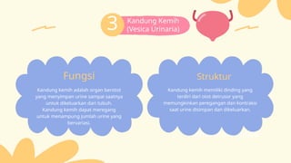 sistem urinaria manusia anatomi fisiologi | PPTX