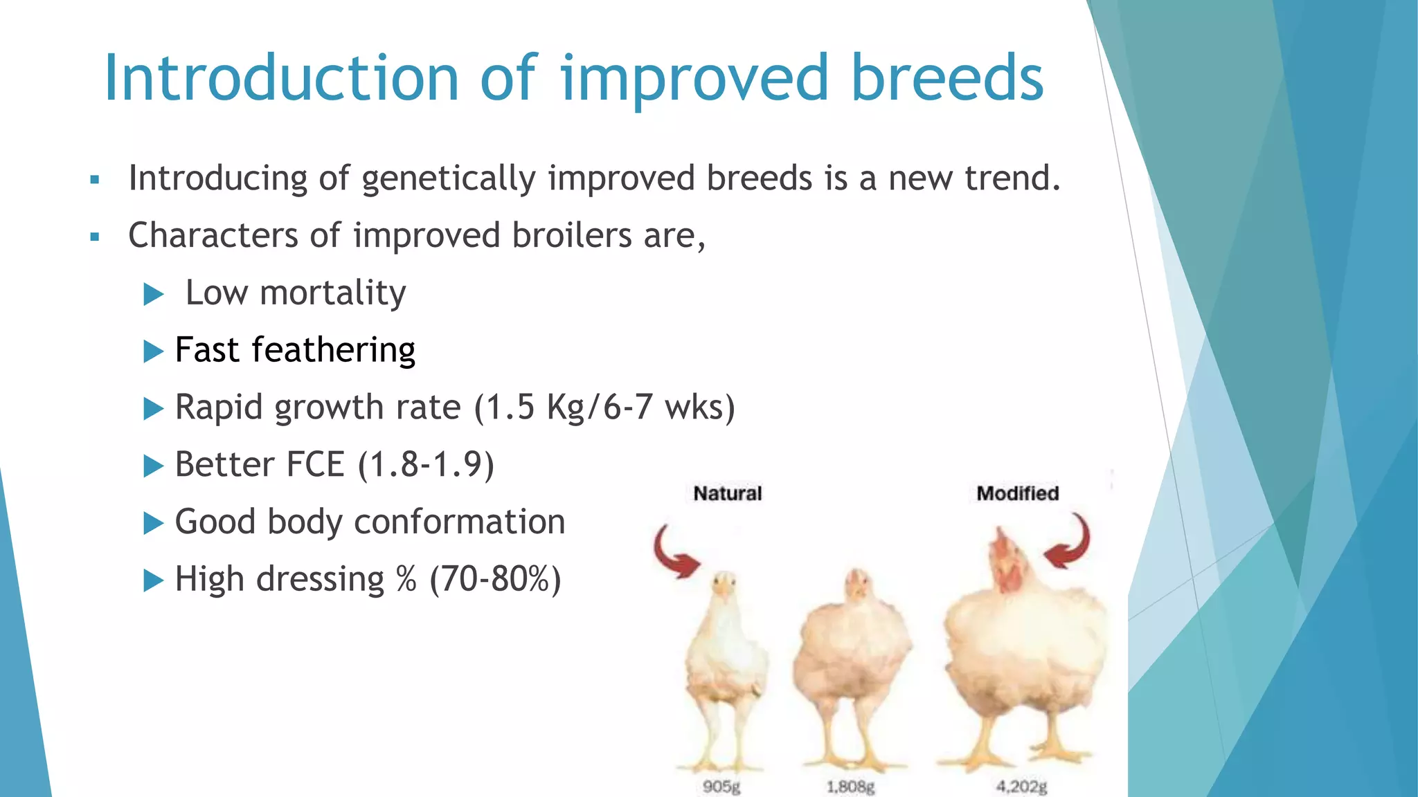 Current trend in broiler farming | PPTX