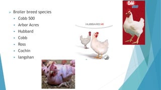 Current trend in broiler farming | PPTX