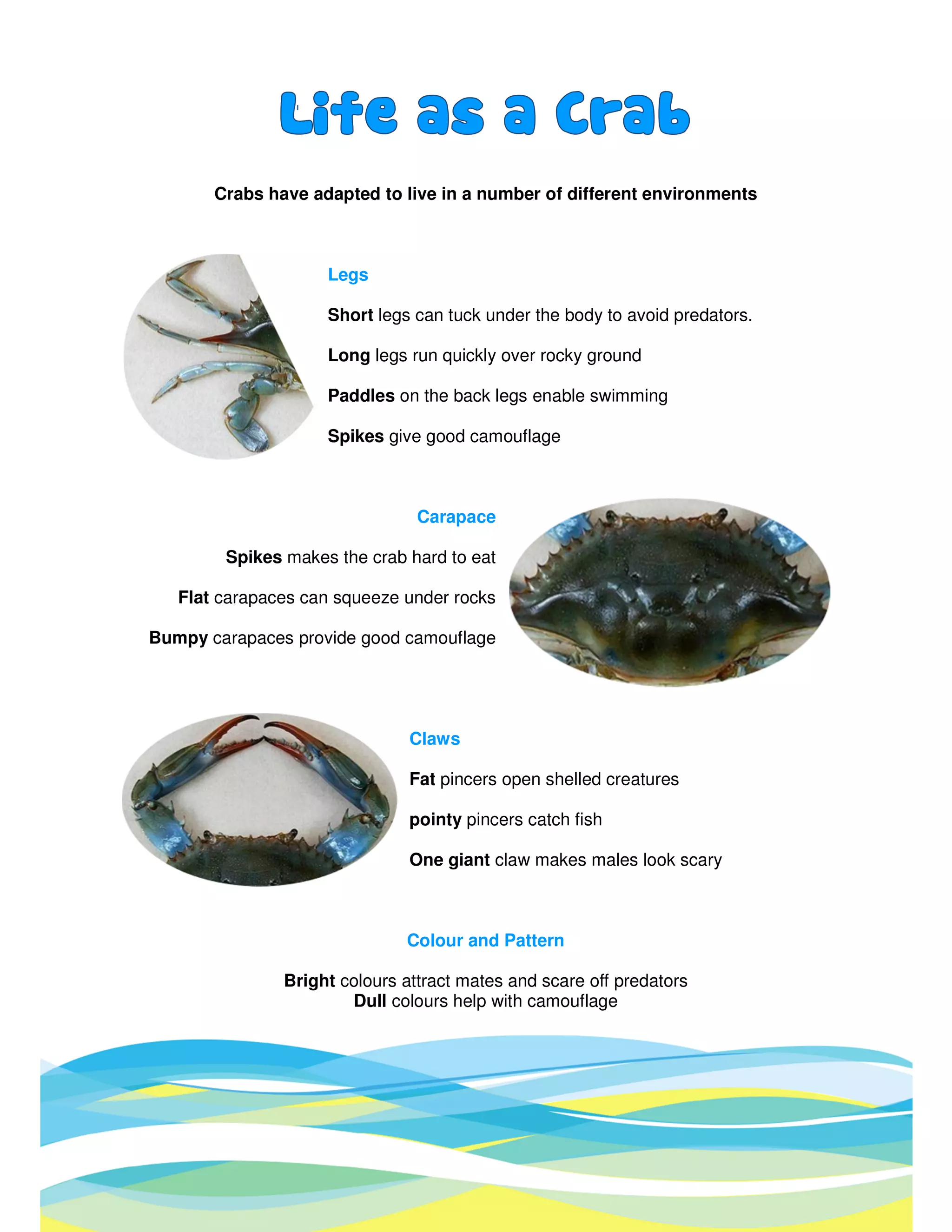 Crab adaptations | PDF