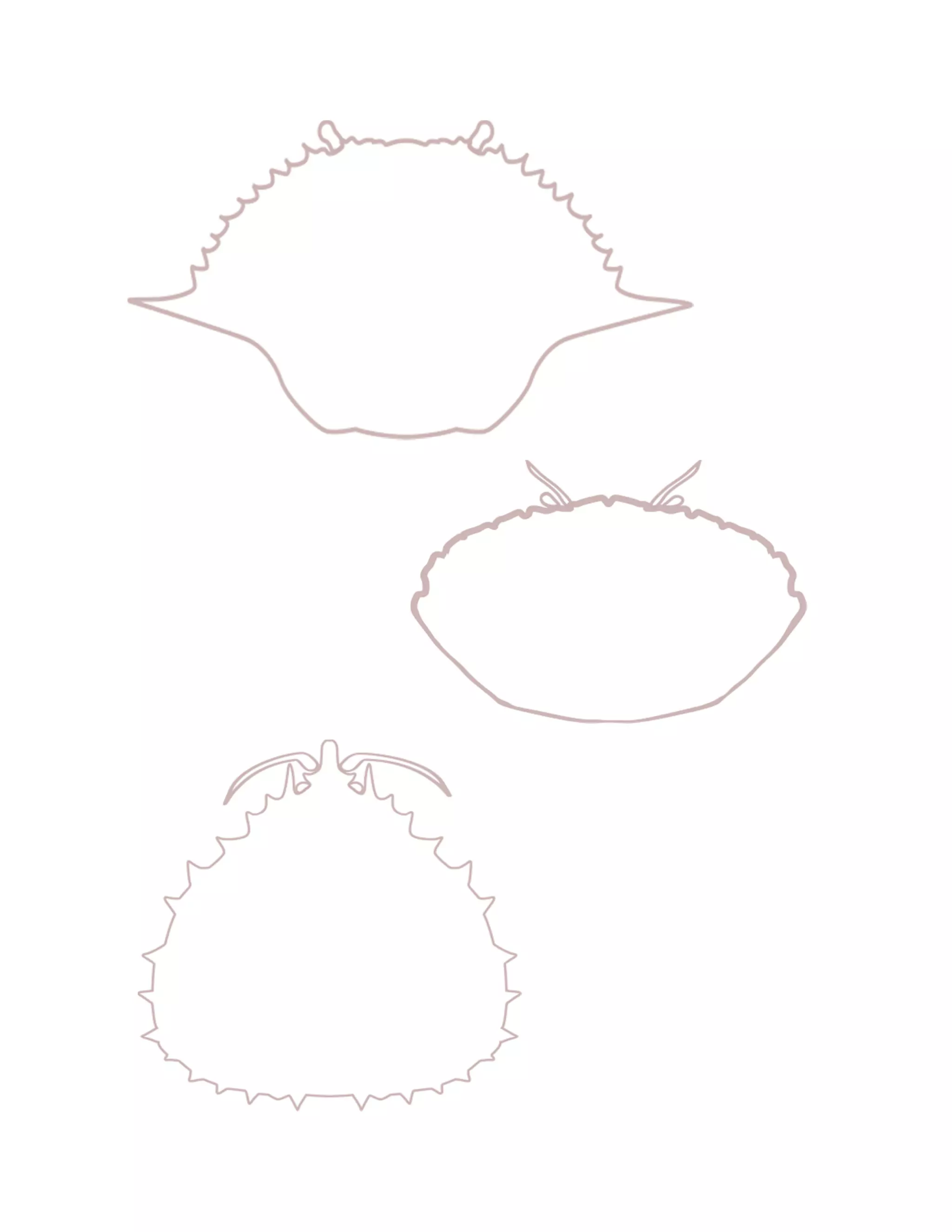 Crab adaptations | PDF