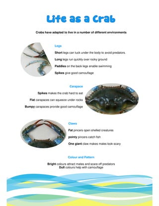 Crab adaptations | PDF