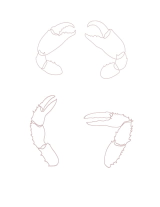 Crab adaptations | PDF