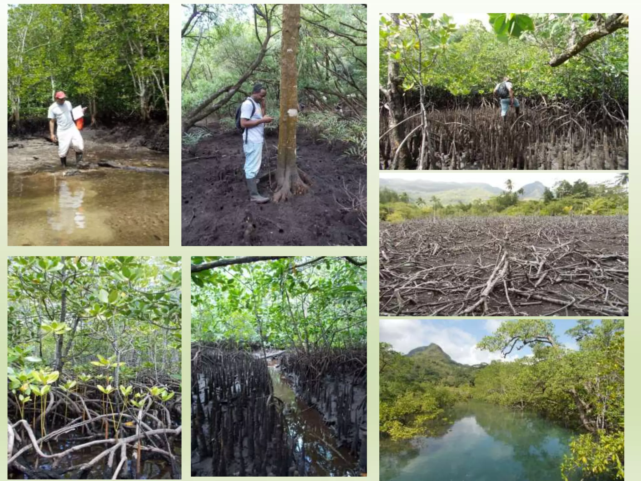 MappingMangroves | PPTX