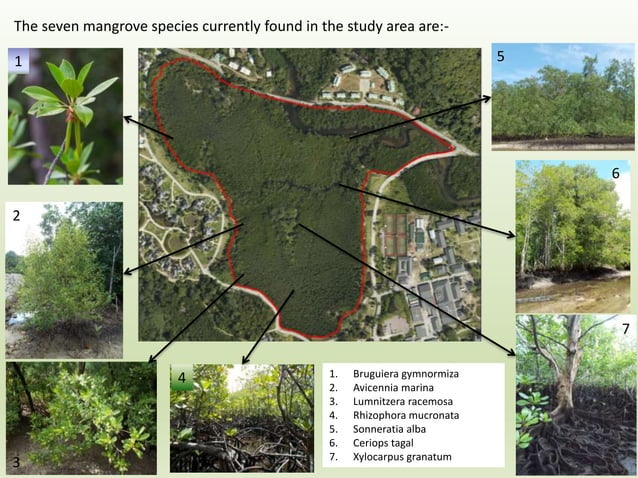 MappingMangroves | PPTX