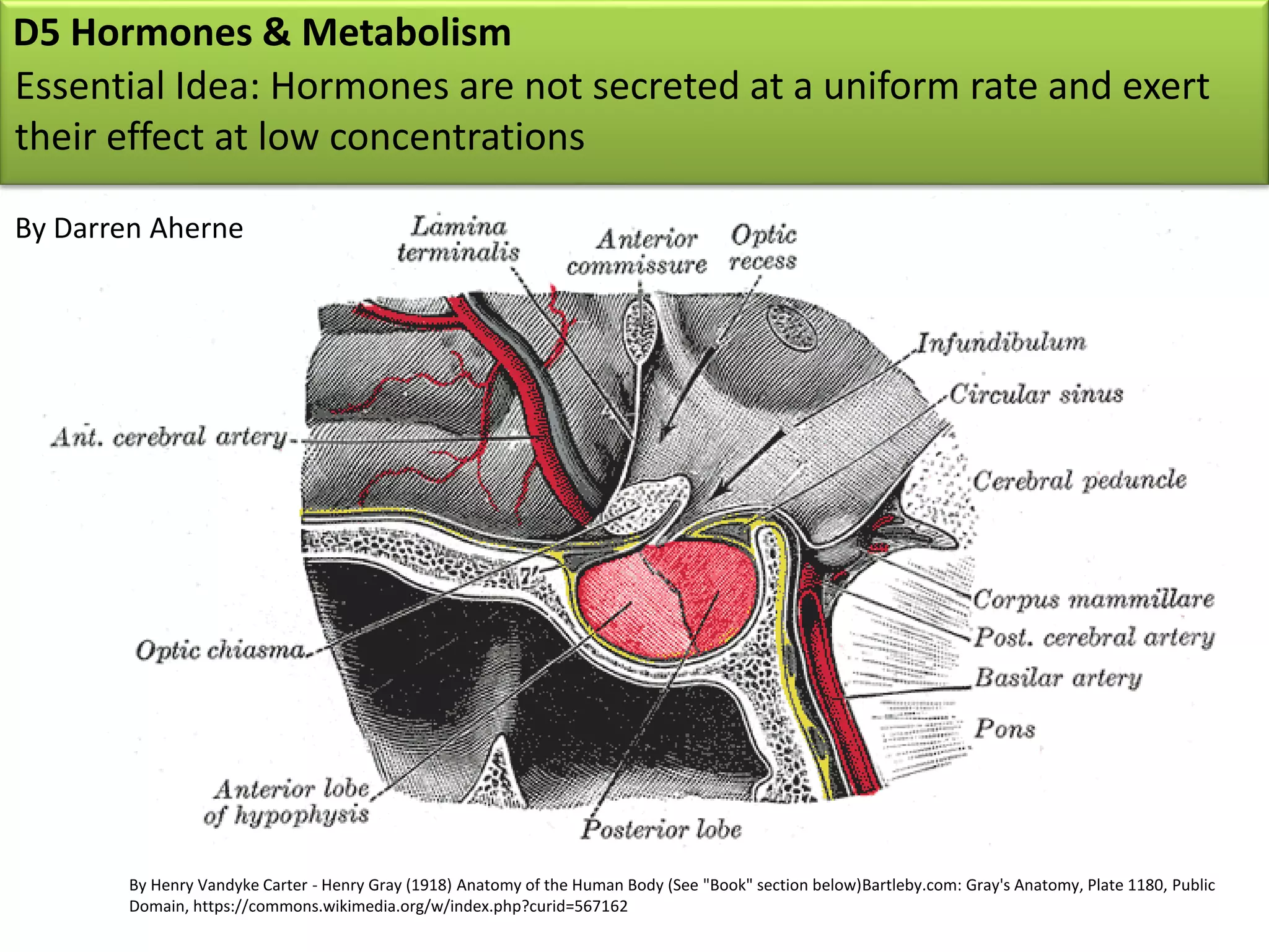 D5 hormones and metabolism presentation | PPT