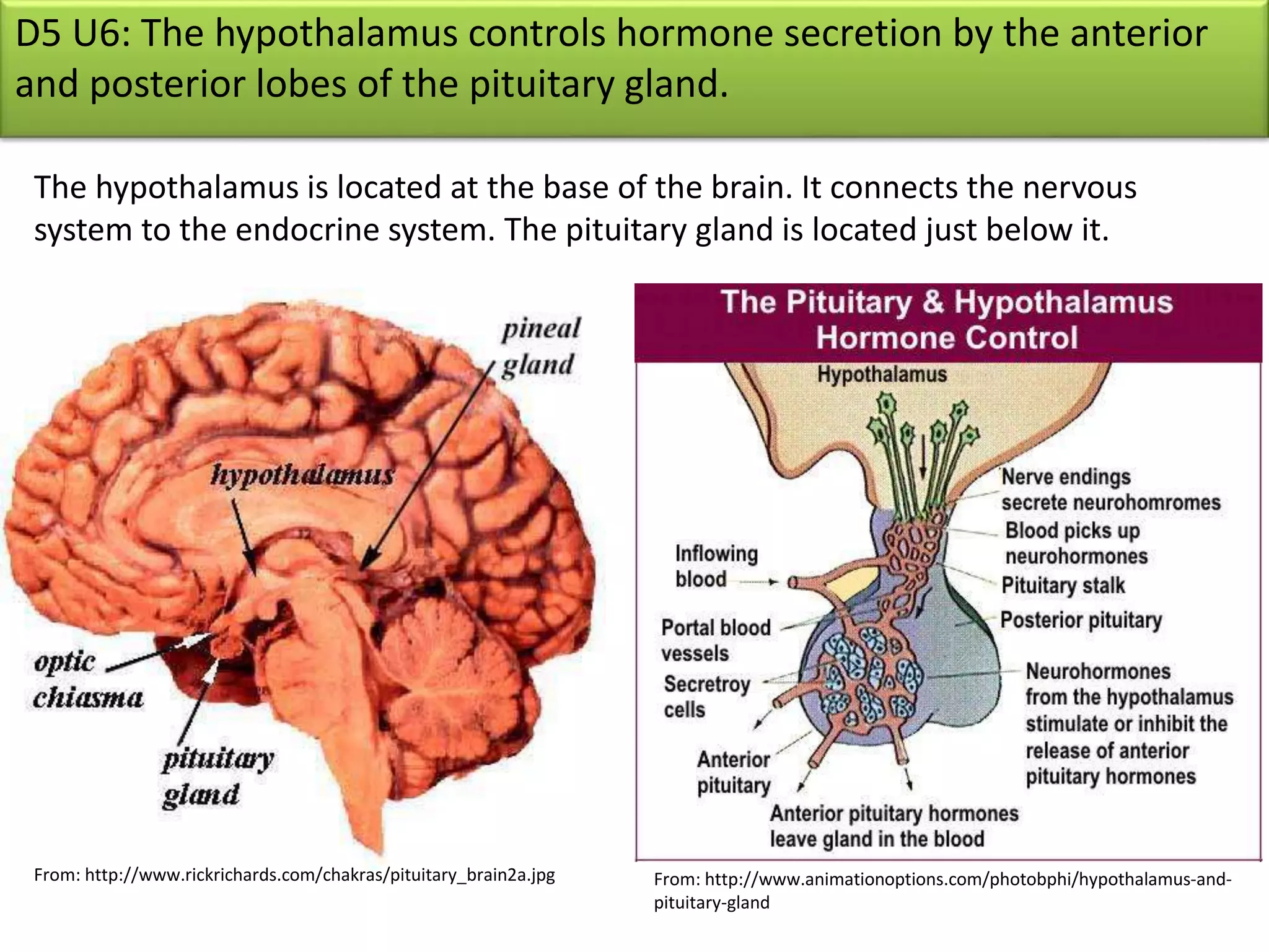 D5 hormones and metabolism presentation | PPT