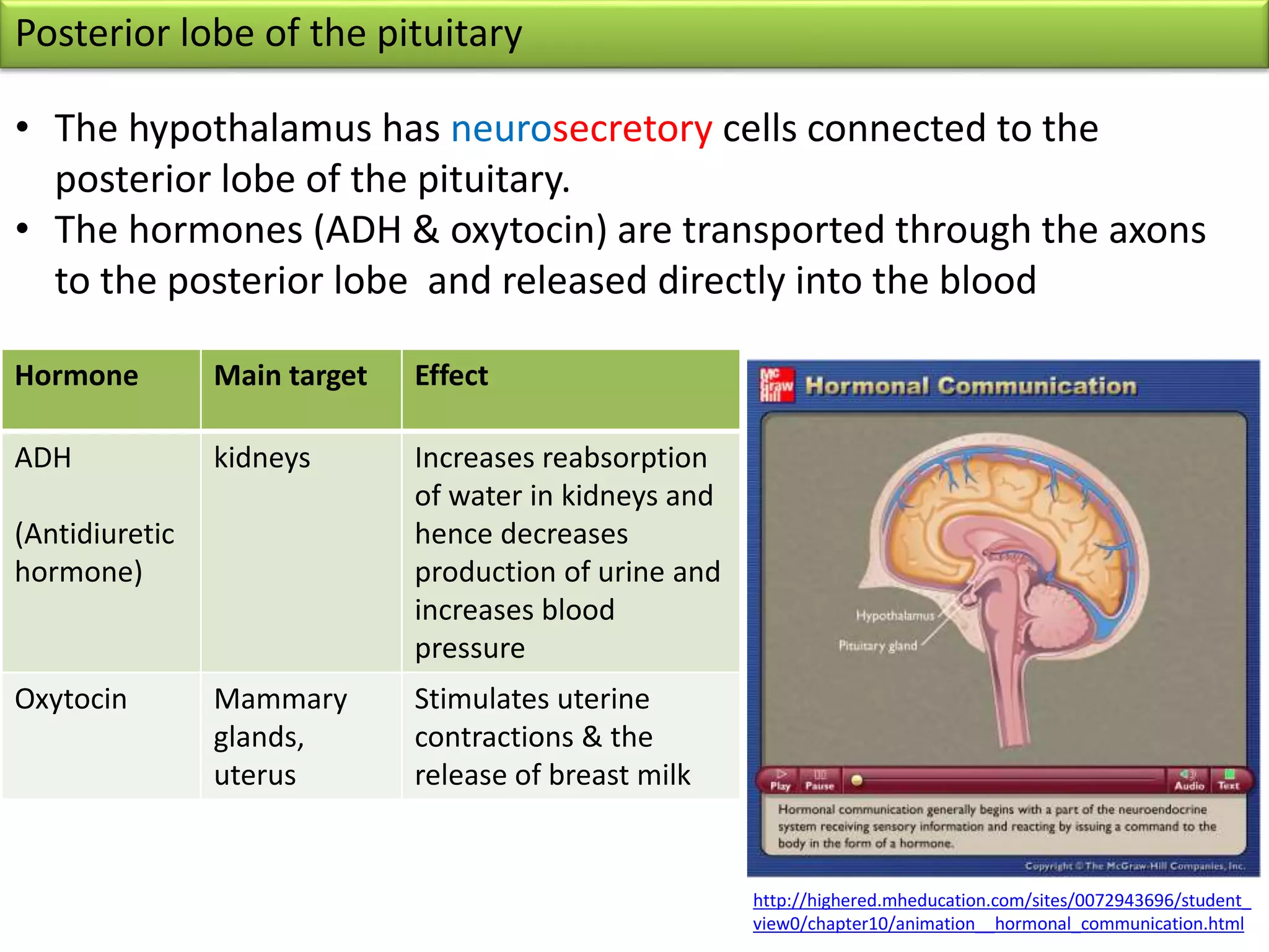 D5 hormones and metabolism presentation | PPT
