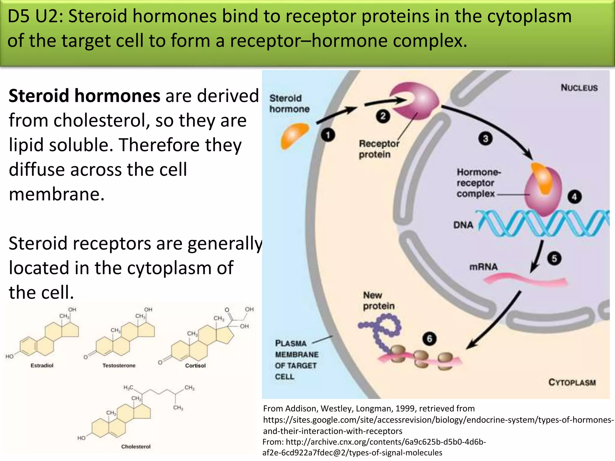 D5 hormones and metabolism presentation | PPT