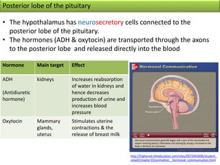 D5 hormones and metabolism presentation | PPT