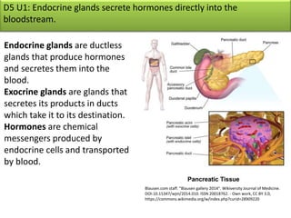 D5 hormones and metabolism presentation | PPT