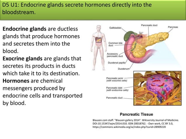 D5 hormones and metabolism presentation | PPT