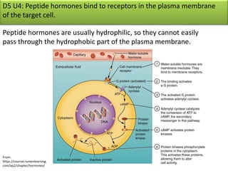 D5 hormones and metabolism presentation | PPT