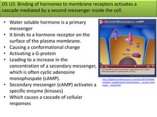 D5 hormones and metabolism presentation | PPTX