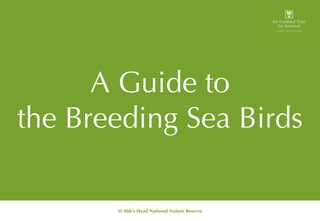 Seabird Info Sheets | PDF