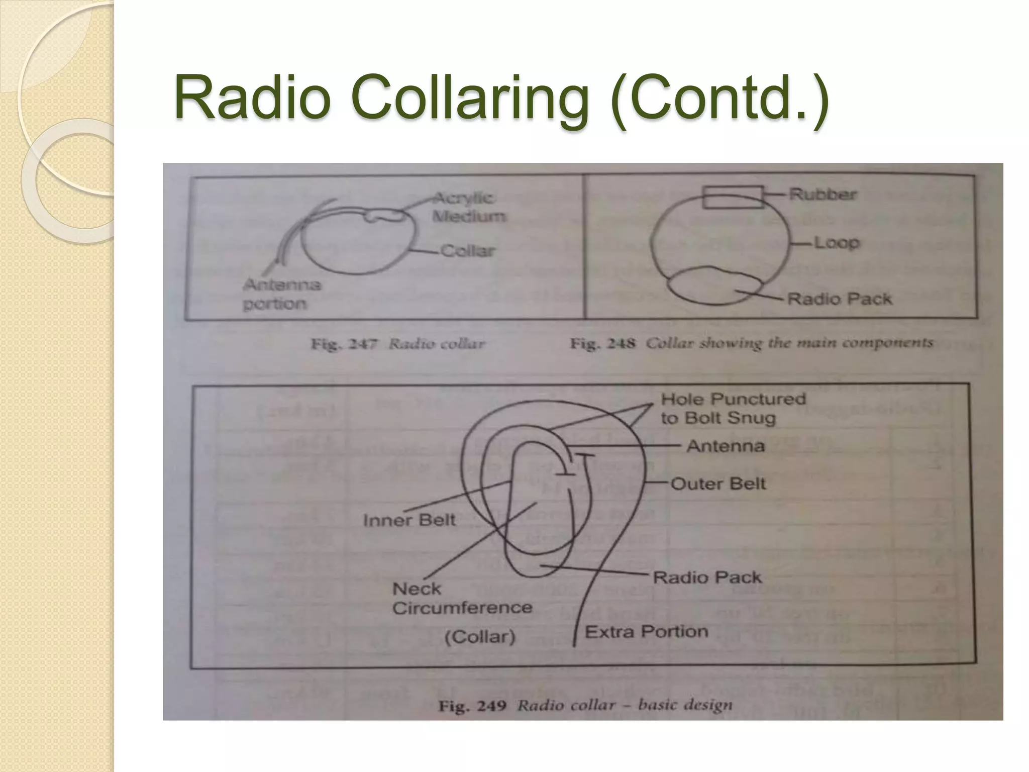 Wildlife Radio Collaring | PPTX