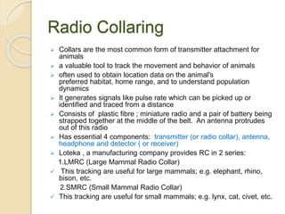 Wildlife Radio Collaring | PPTX
