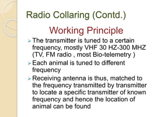 Wildlife Radio Collaring | PPTX
