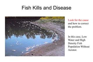 Fish Pond Management and Aquaculture 17 | PDF