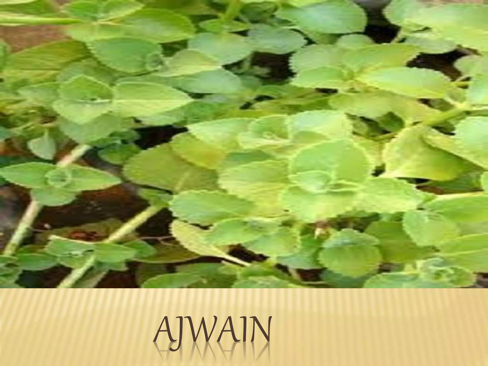 Ajwain | PPTX