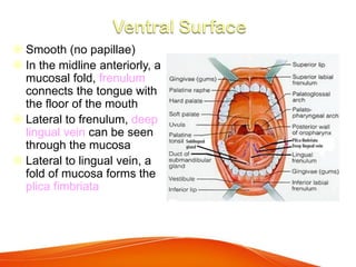 14-ORAL CAVITY | PPT | Free Download