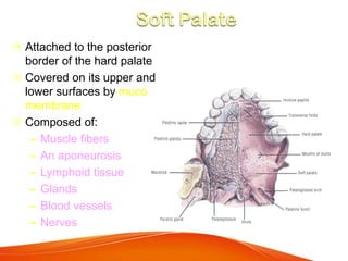 14-ORAL CAVITY | PPT