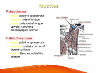 14-ORAL CAVITY | PDF