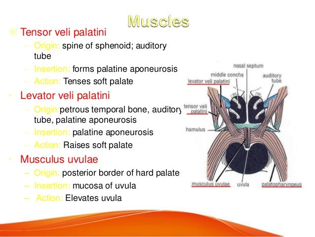 14-ORAL CAVITY