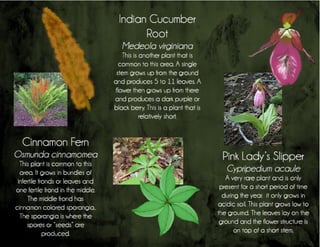 Natural Resources Trust Informational Pamphlet | PDF