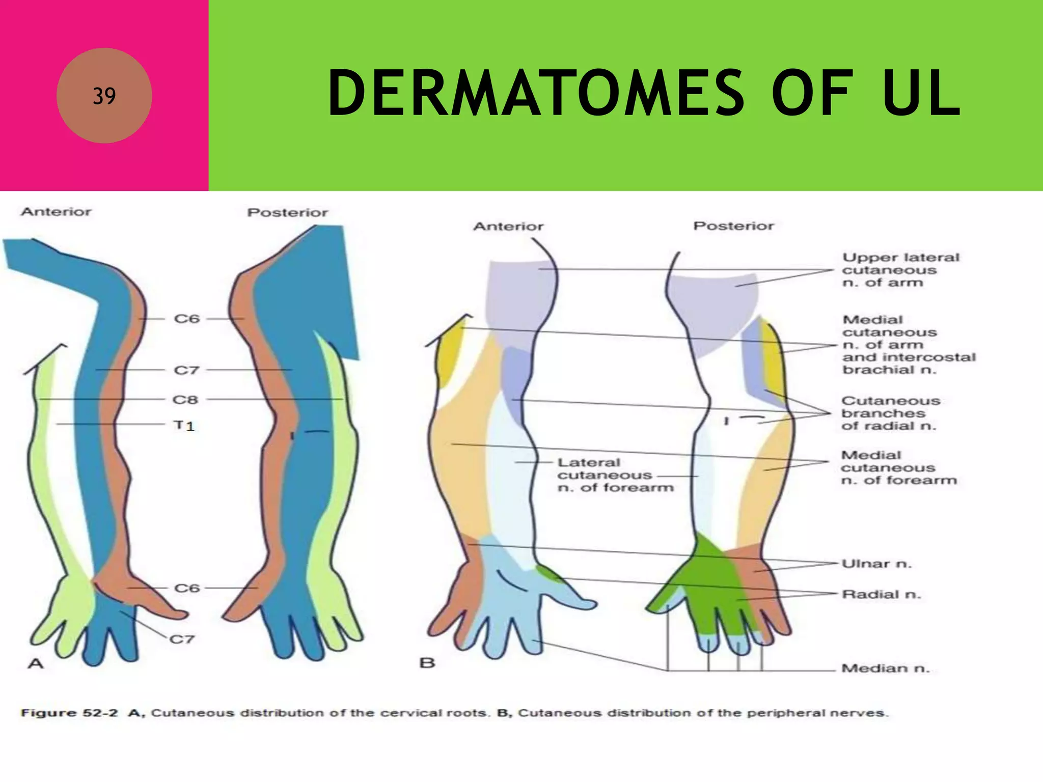 Peripheral Nerve Block Part 2 | PPTX