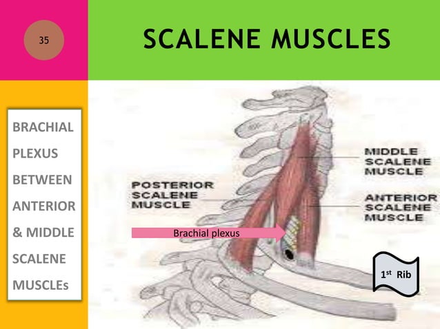 Peripheral Nerve Block Part 2 | PPTX | Death, Injury, or Military ...