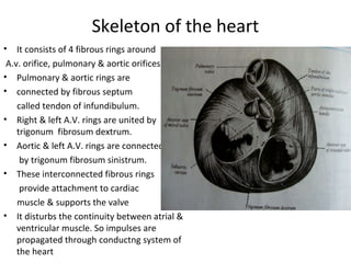 Heart anatomy | PPT