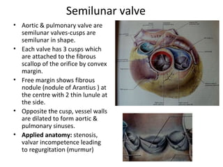 Semilunar Valve Cusps
