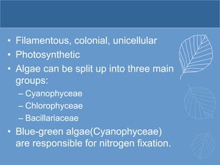 Soil Microbiology | PPTX