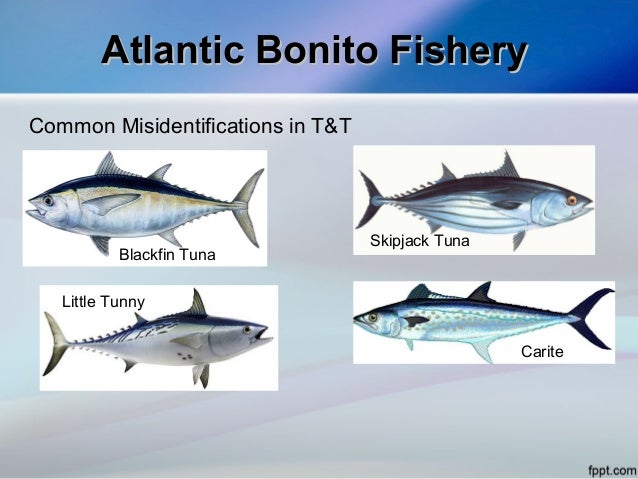 Fisheries Management Plan for the Atlantic Bonito, Sarda sarda (Bloch…