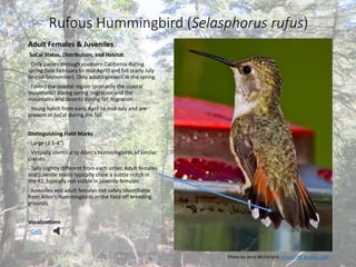 Hummingbirds final | PPT