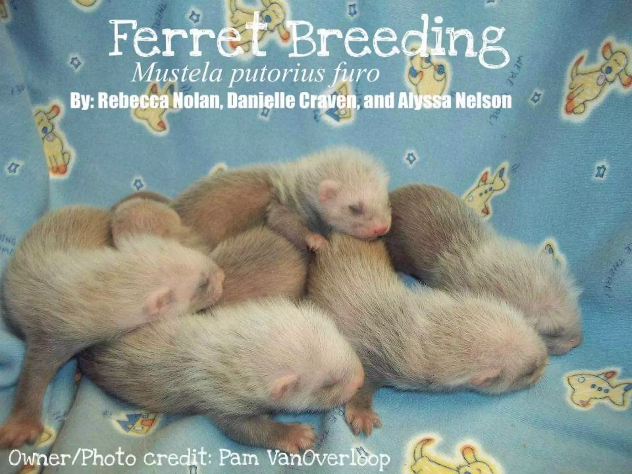 Ferret-Breeding-Powerpoint | PPTX