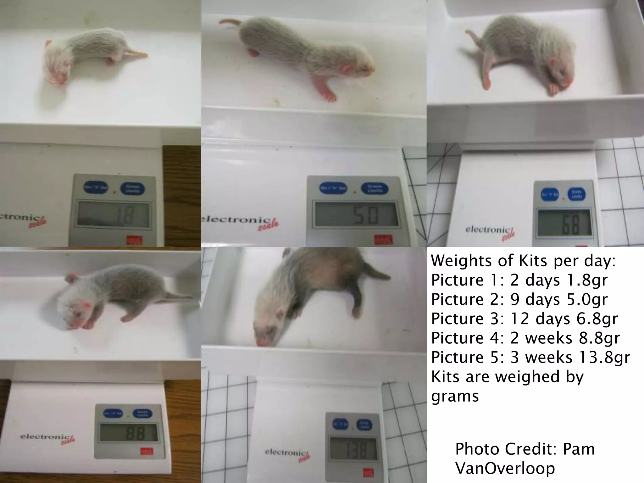 Ferret-Breeding-Powerpoint | PPTX