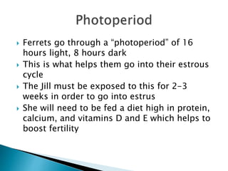 Ferret-Breeding-Powerpoint | PPTX