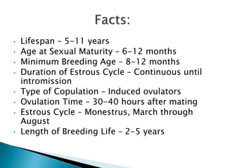 Ferret-Breeding-Powerpoint | PPTX