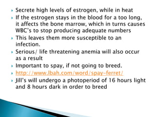Ferret-Breeding-Powerpoint | PPTX