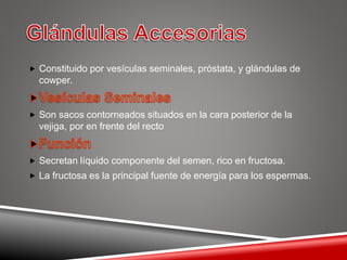 Aparato reproductor masculino | PPTX