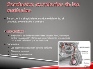 Aparato reproductor masculino | PPTX