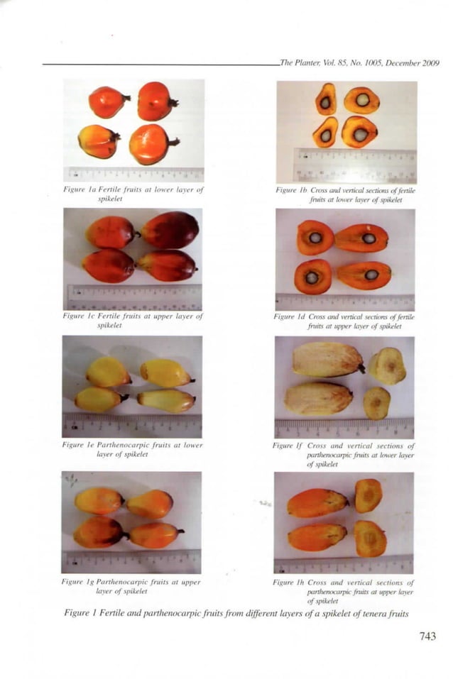 Inclusion of Parthenocarpic Fruits in Bunch Analysis Procedure and Its ...