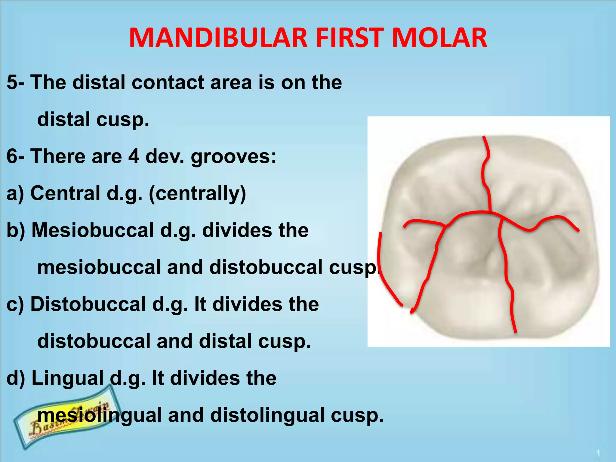 Mandibular molars | PPT