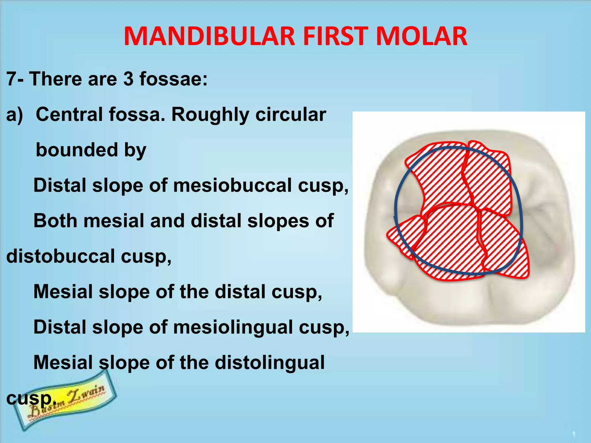 Mandibular molars | PPT