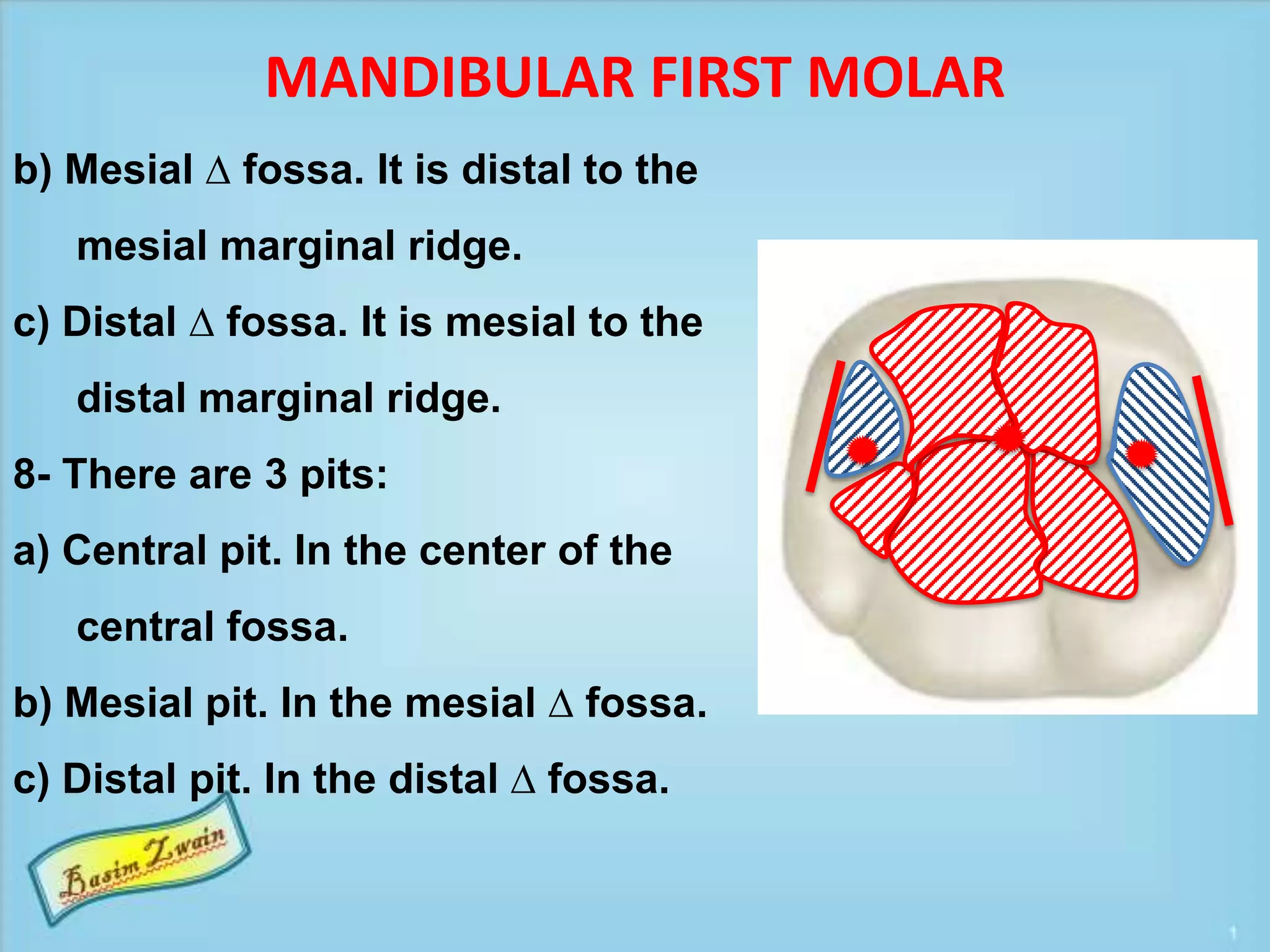 Mandibular molars | PPT