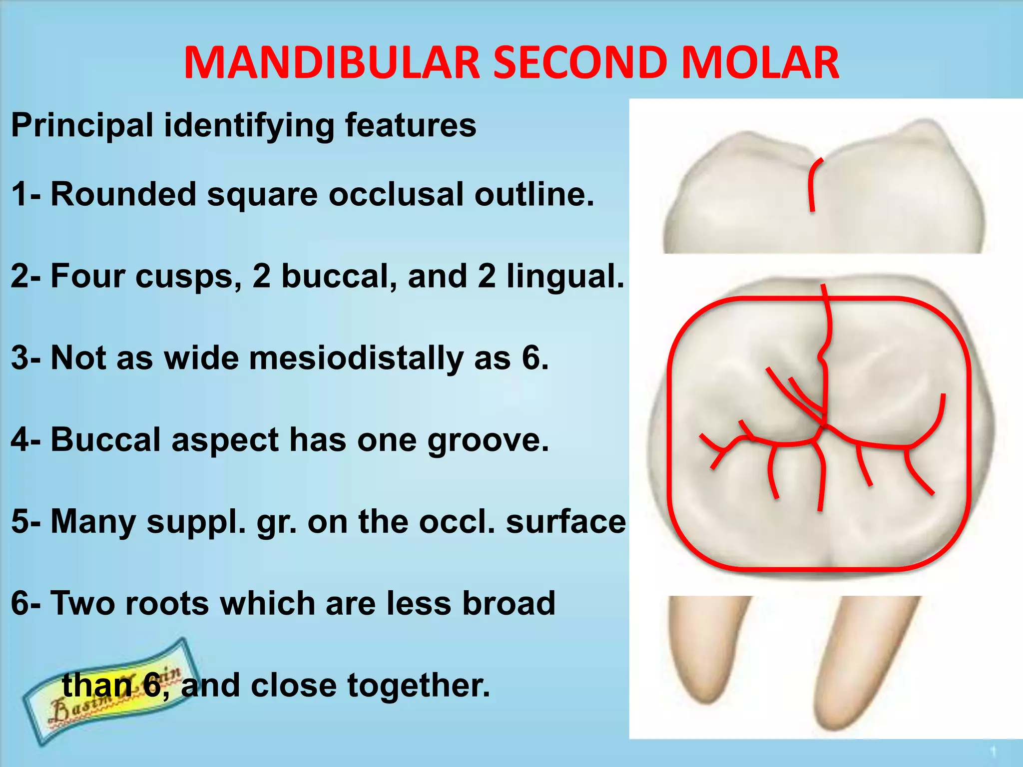 Mandibular molars | PPT