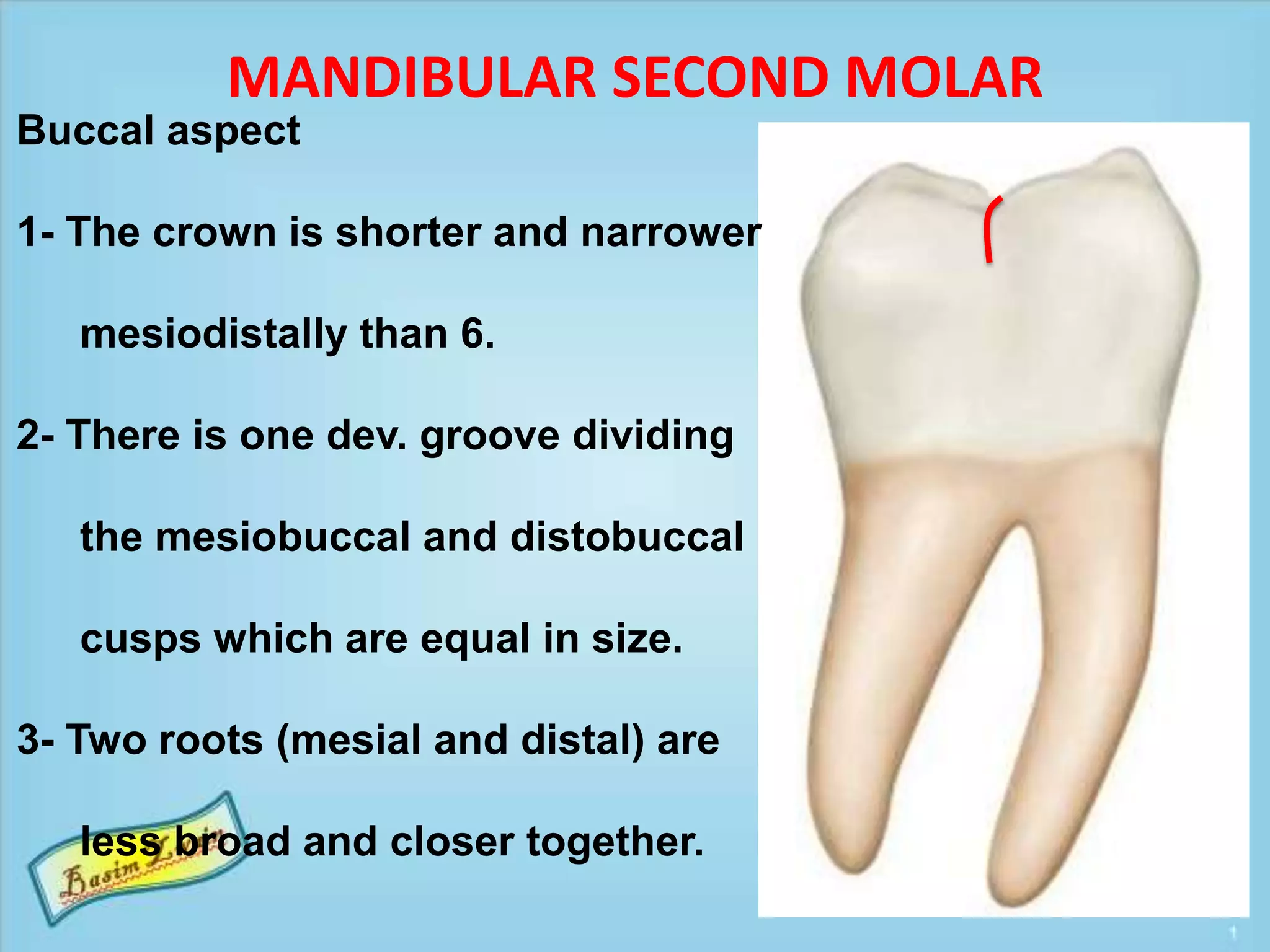 Mandibular molars | PPT